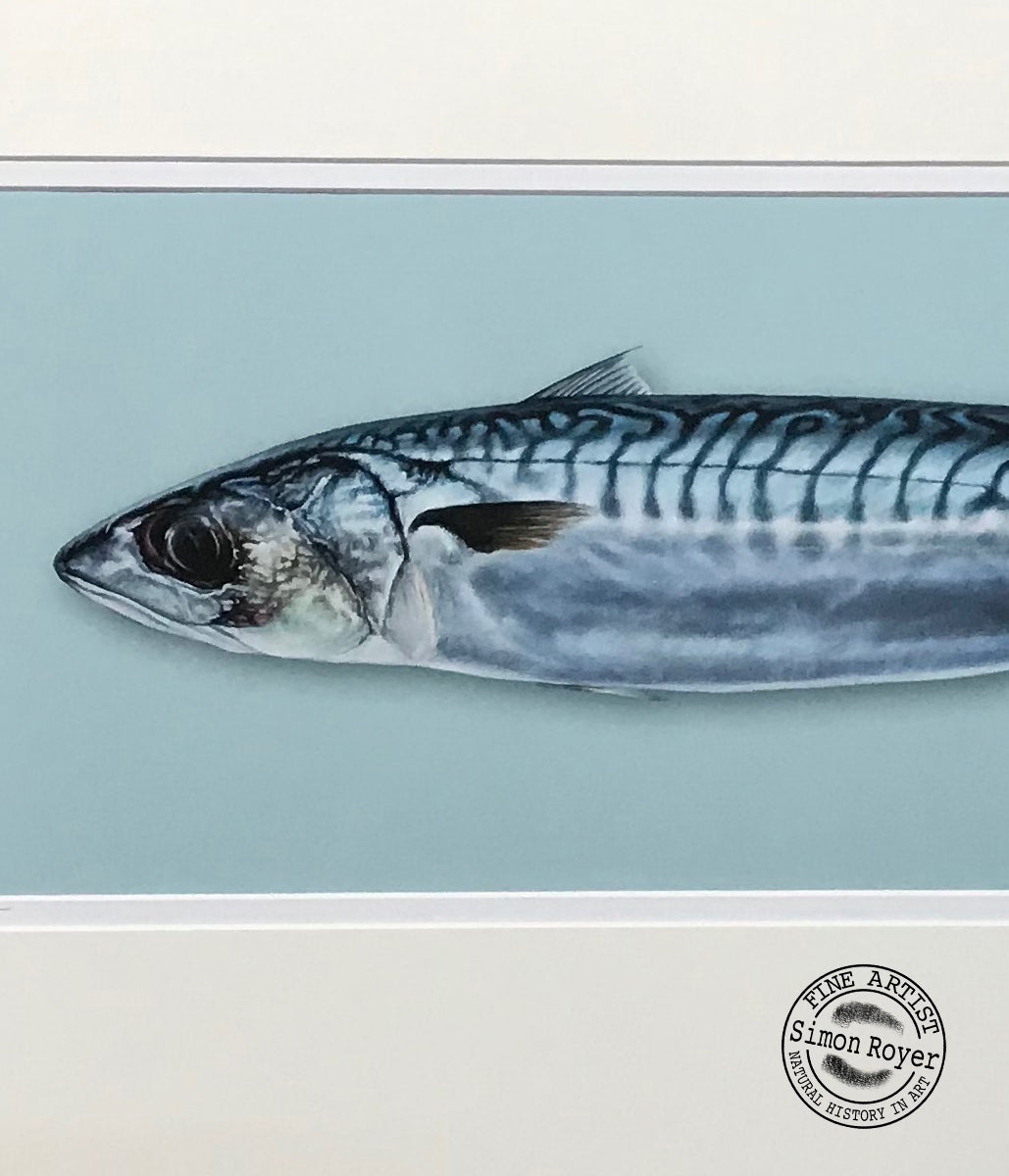 Fish Prints – simon royer artist