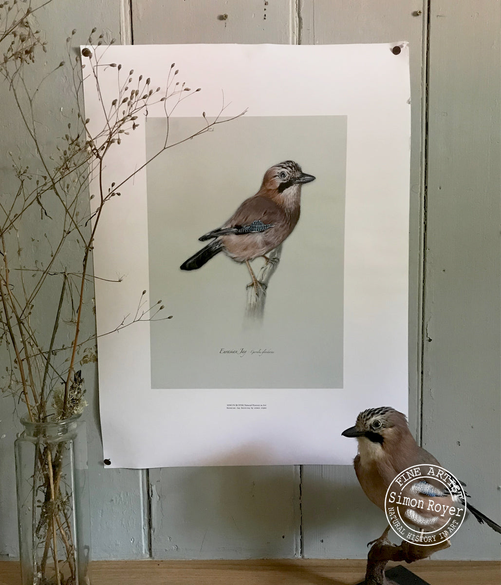 Natural History Print Collection – simon royer artist